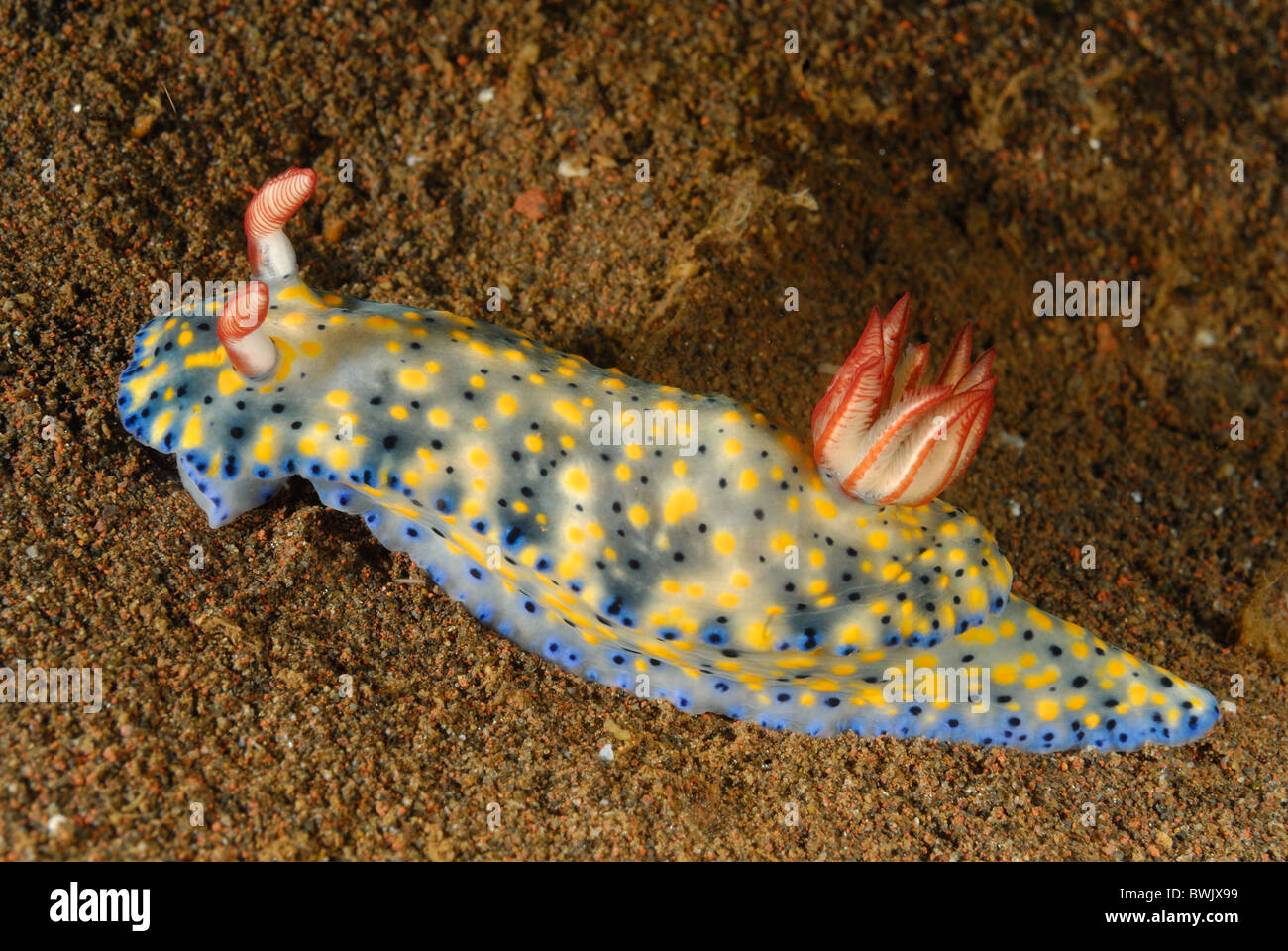 Sea Slug Hypselodoris infucata, Chromodorididae, Nudibranch, Segret bay ...