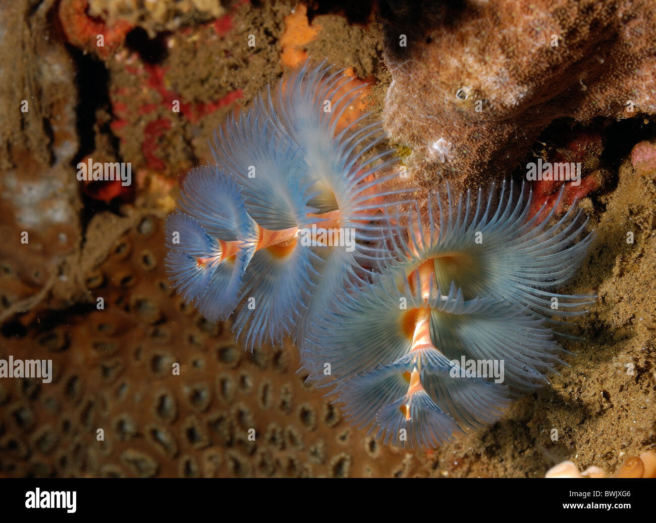 Serpulidae hi-res stock photography and images - Alamy