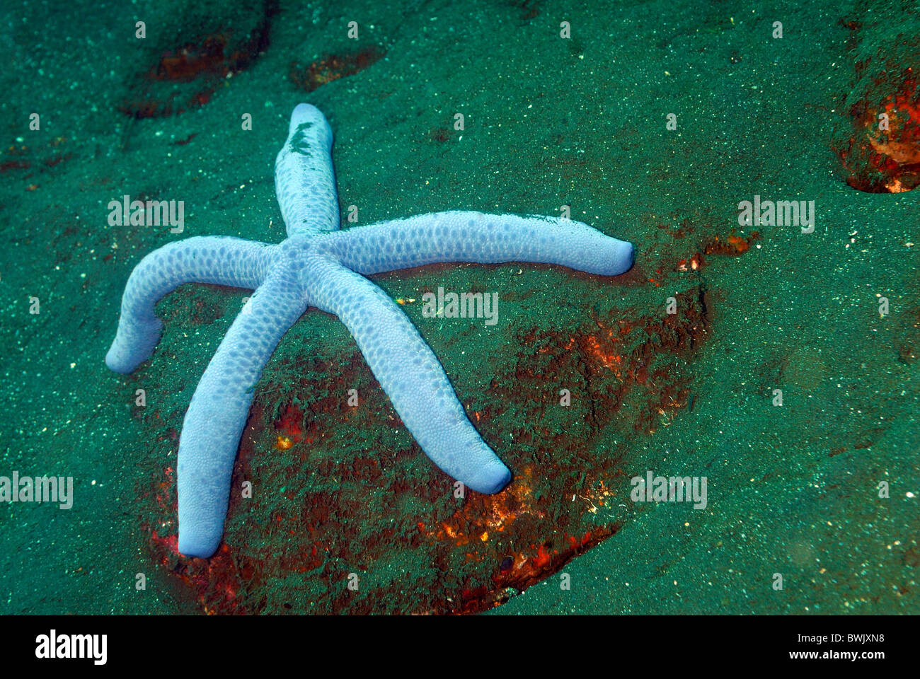 Linckia hi-res stock photography and images - Alamy