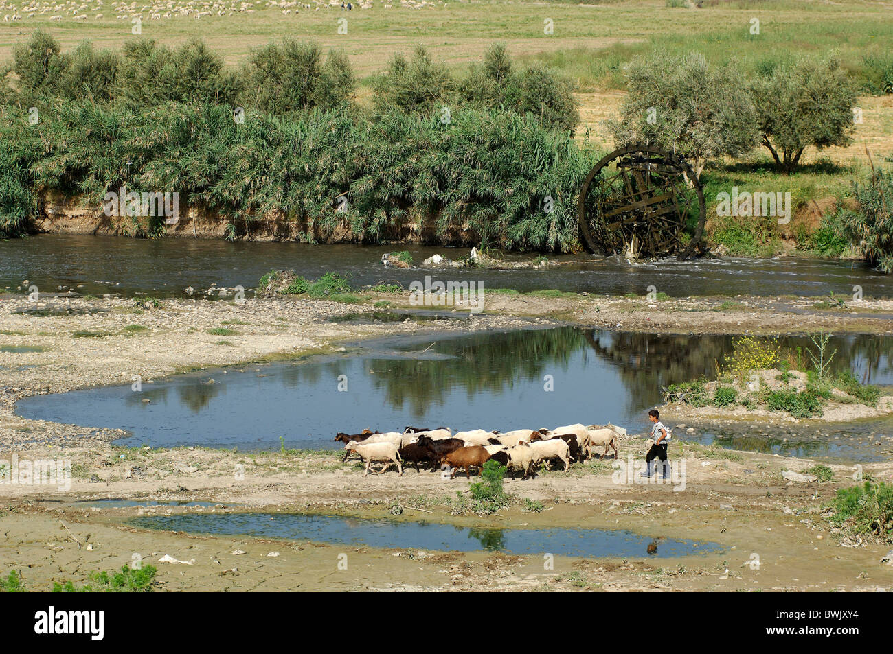 river flow shepherd nanny goat shepherd nanny goats nanny-goats ...