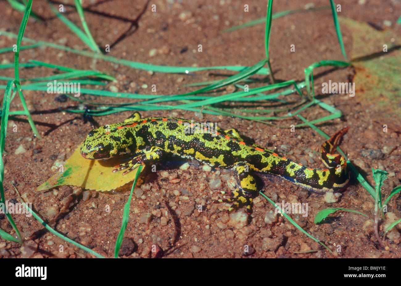 Marbled Newt, Triturus marmoratus. On wet ground Stock Photo - Alamy