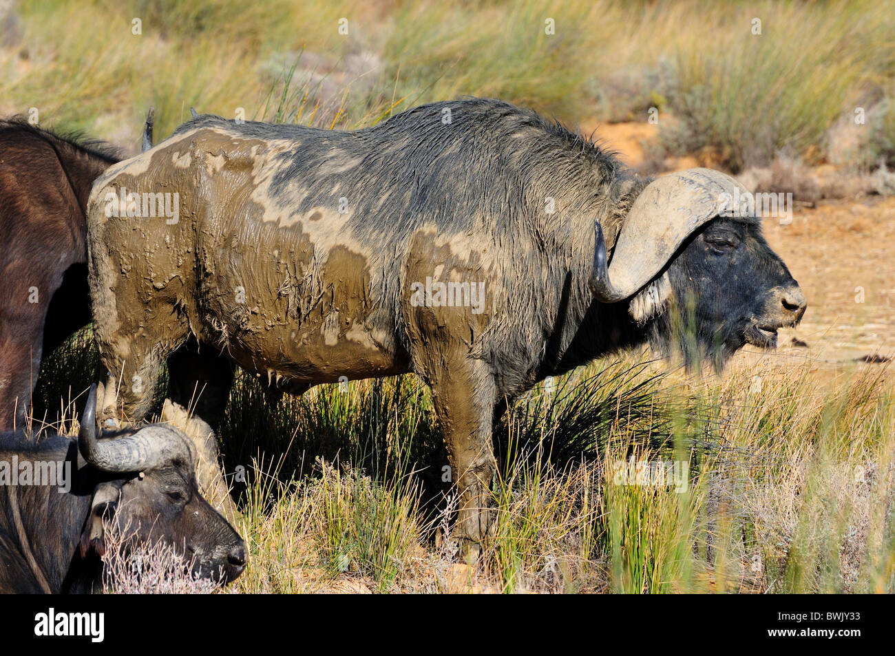 Adult male buffalo hi-res stock photography and images - Alamy