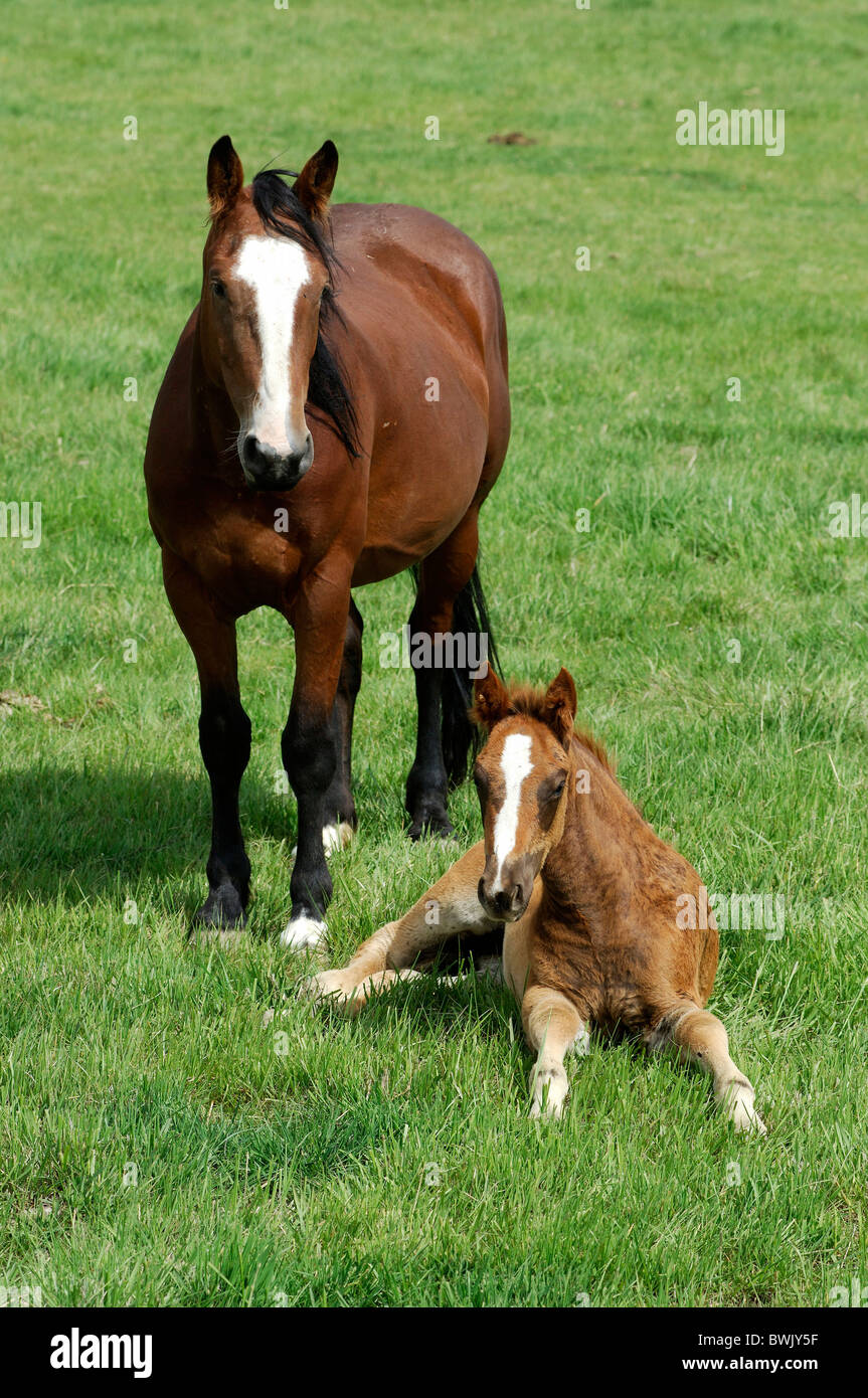 horses mare foal Powell Butte Central Oregon USA Stock Photo - Alamy
