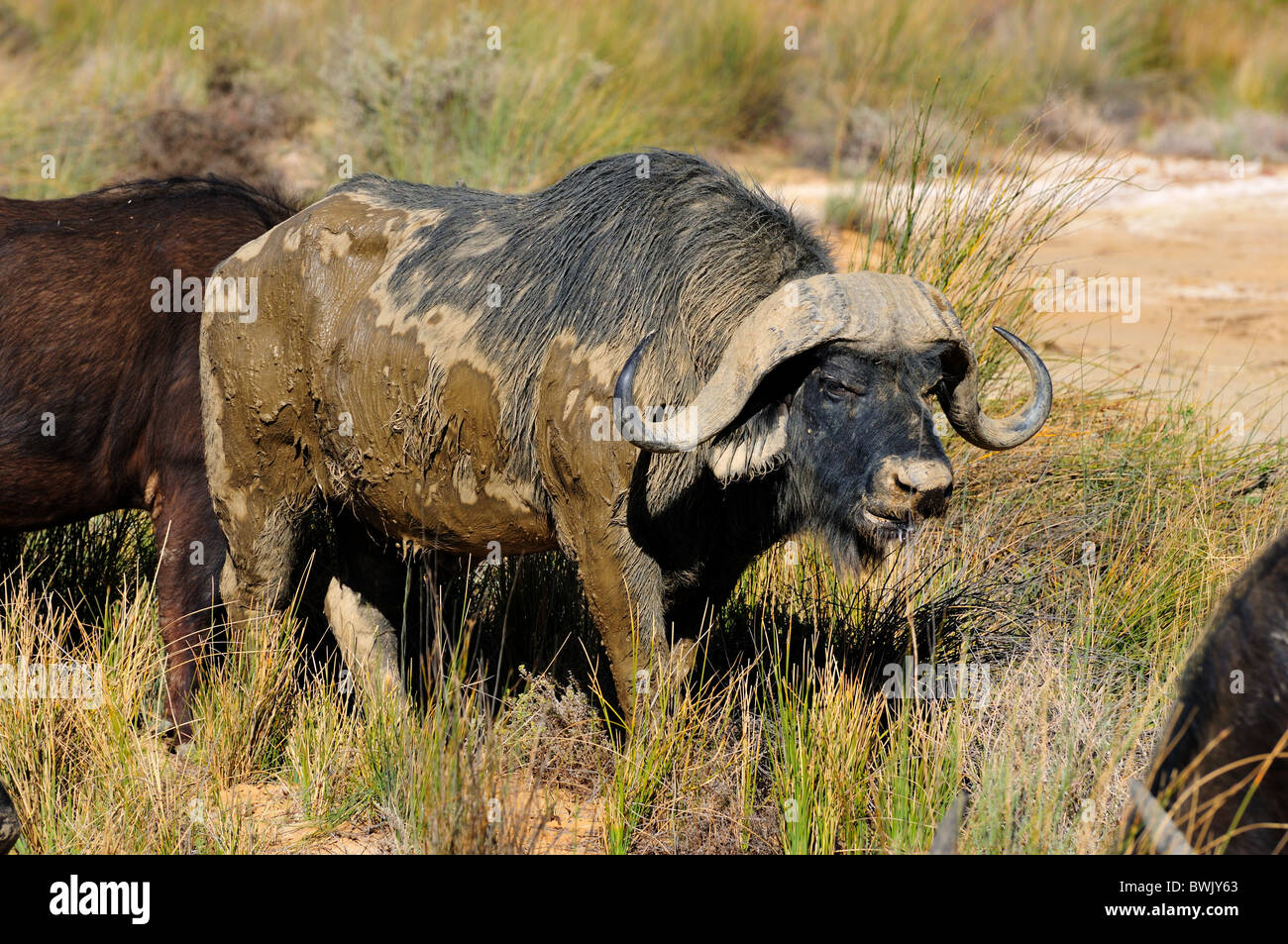 A cape buffalo bull. South Africa Stock Photo - Alamy