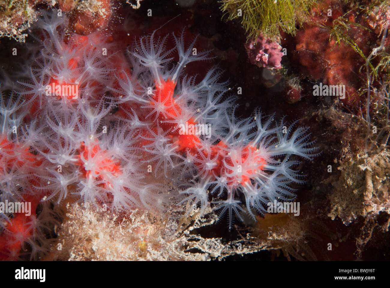 Mediterranean Red Coral Corallium rubrium, Gorgoniaceae, S. Marinella ...