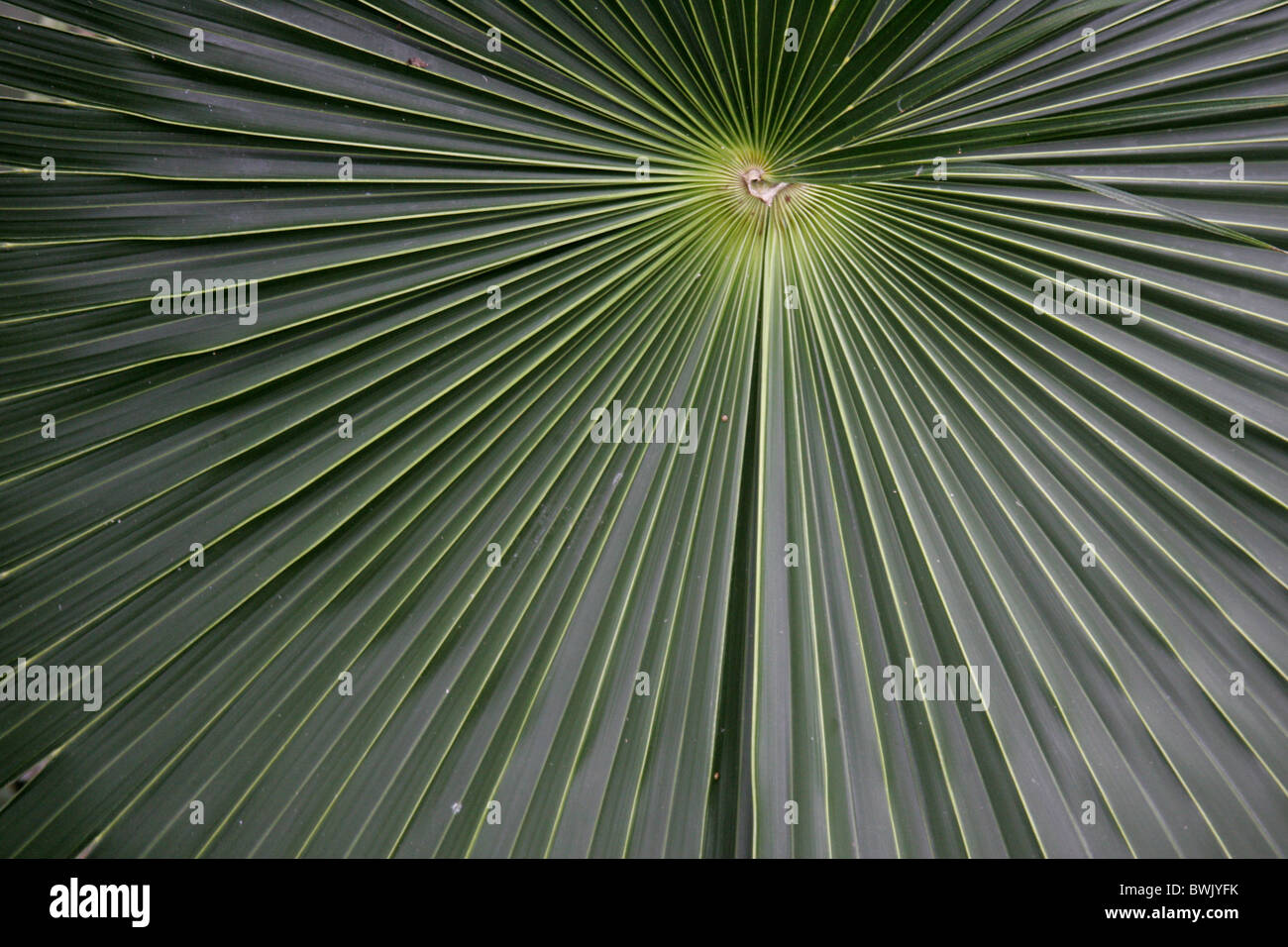 palm palm leaf palm detail structure Concentrical round plant Stock ...