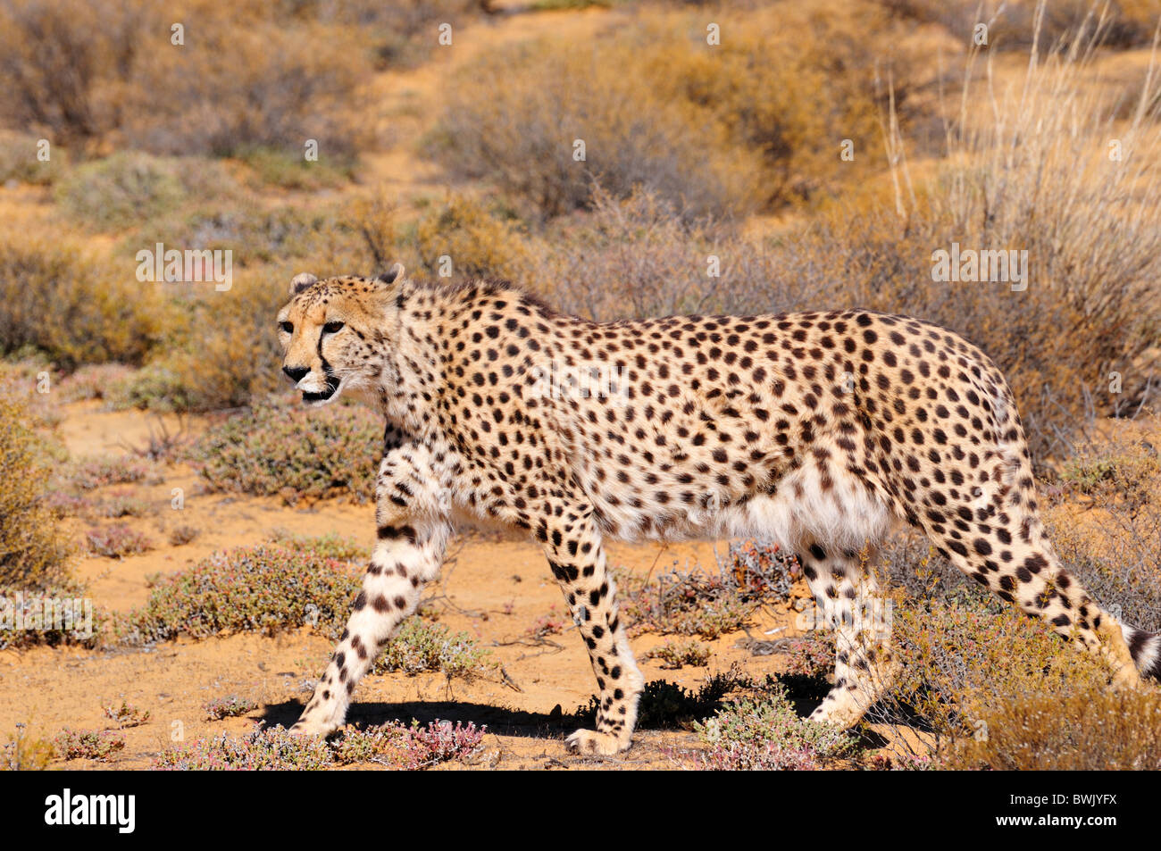 Cheetah walking hi-res stock photography and images - Alamy