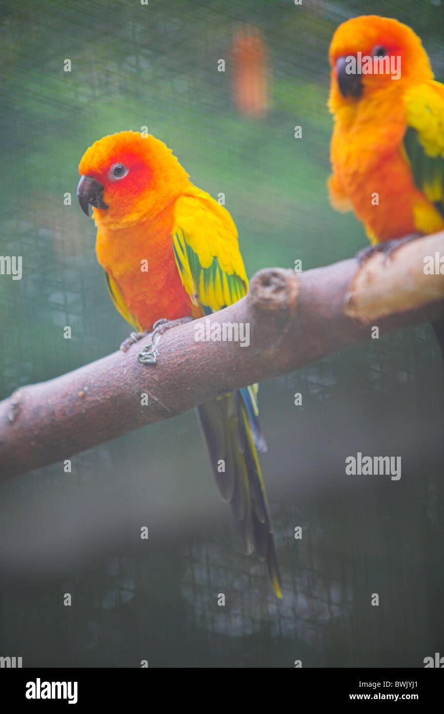 Stock Photo of colourful parakeet Stock Photo - Alamy