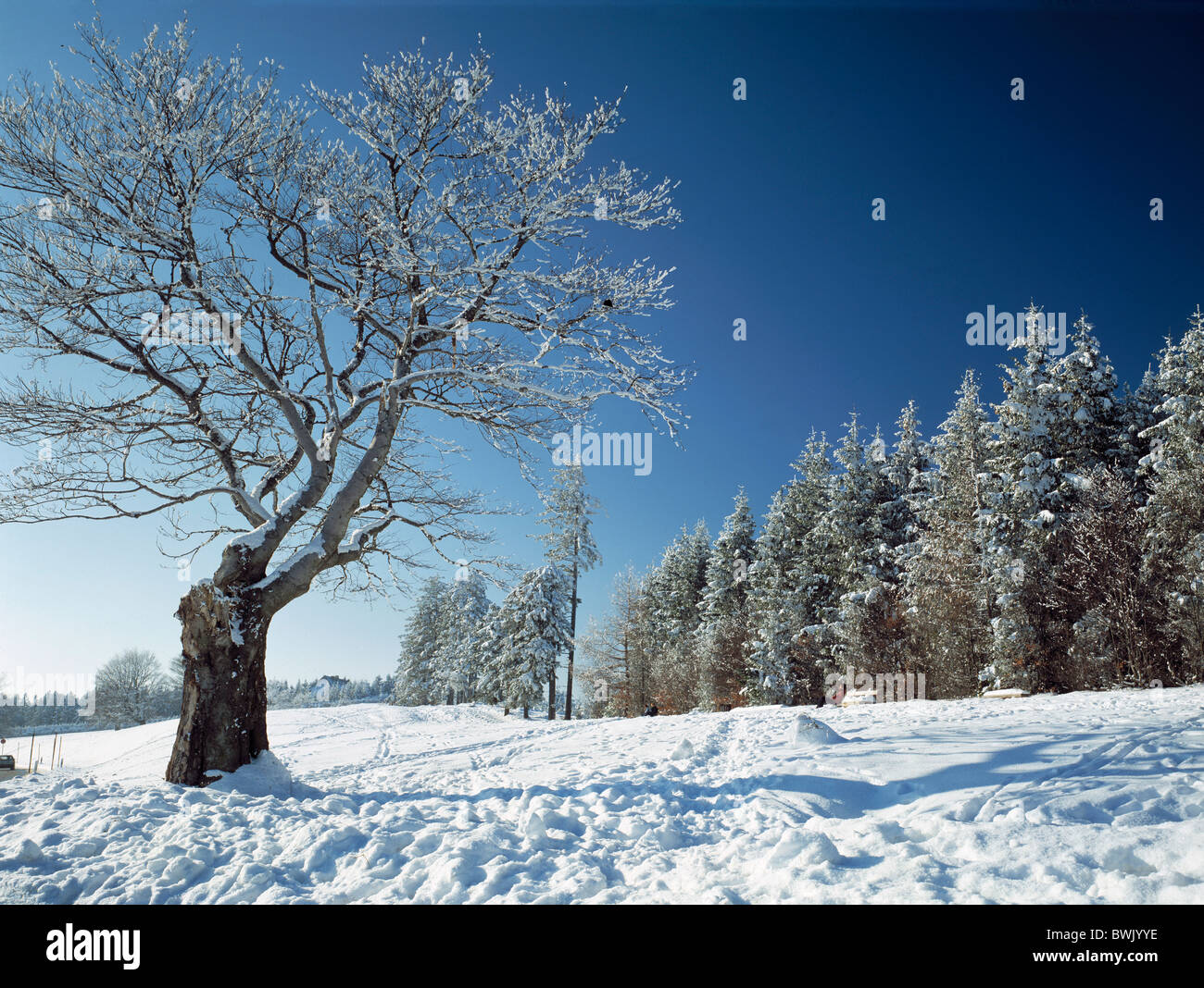 winter scenery winter tree wood forest snow Schauinsland weather ...