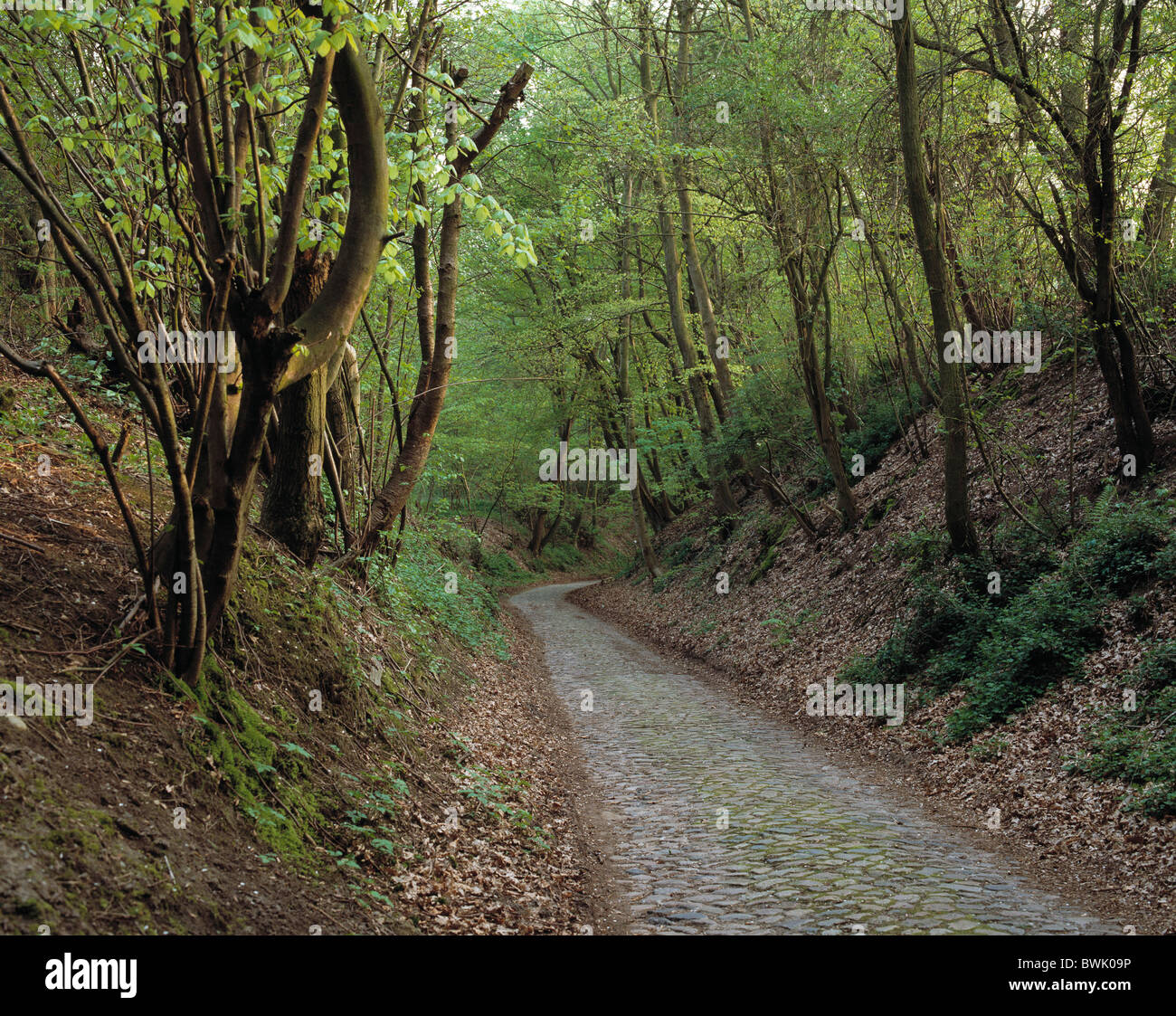 Hollow way hi-res stock photography and images - Alamy