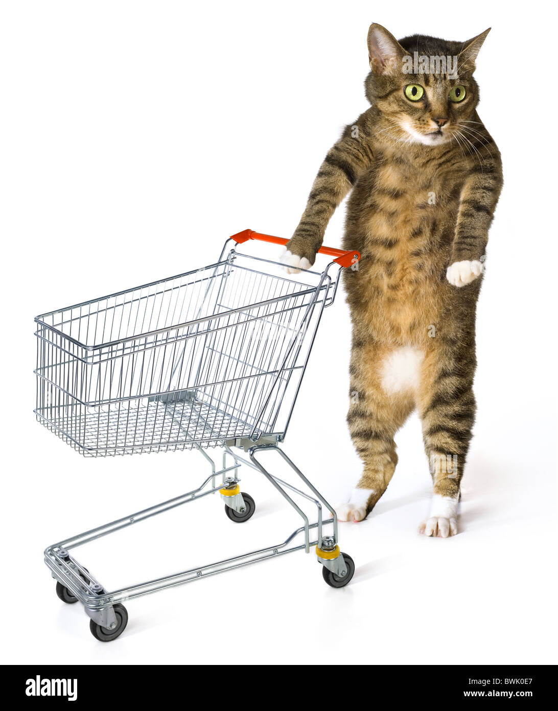 consumer cat with shopping cart on white background Stock Photo - Alamy