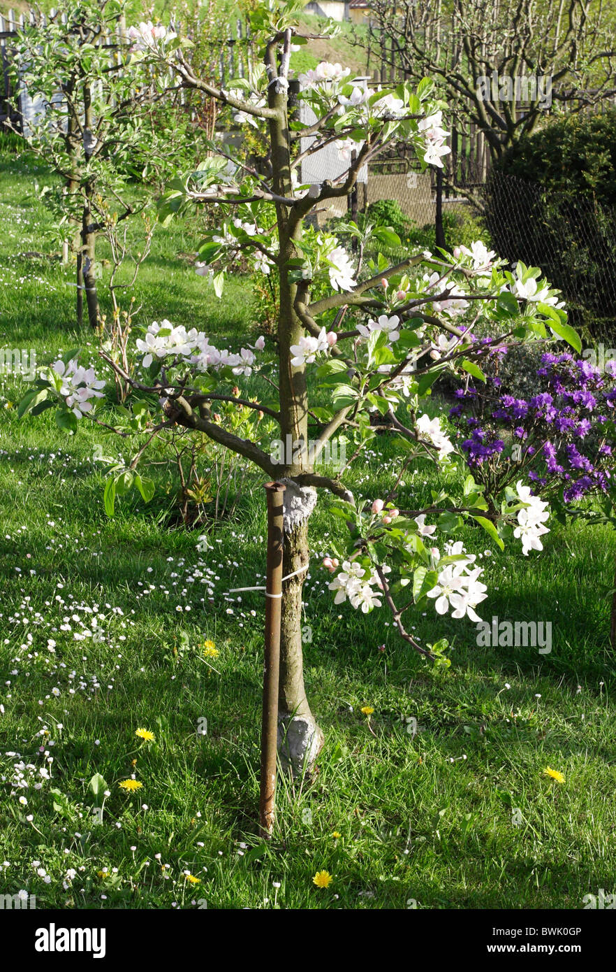 Blooming apple tree Stock Photo - Alamy