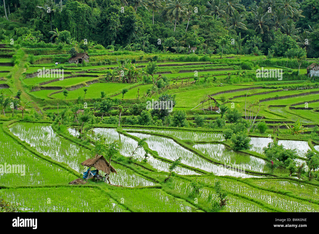 Bali rice Terraces Stock Photo - Alamy