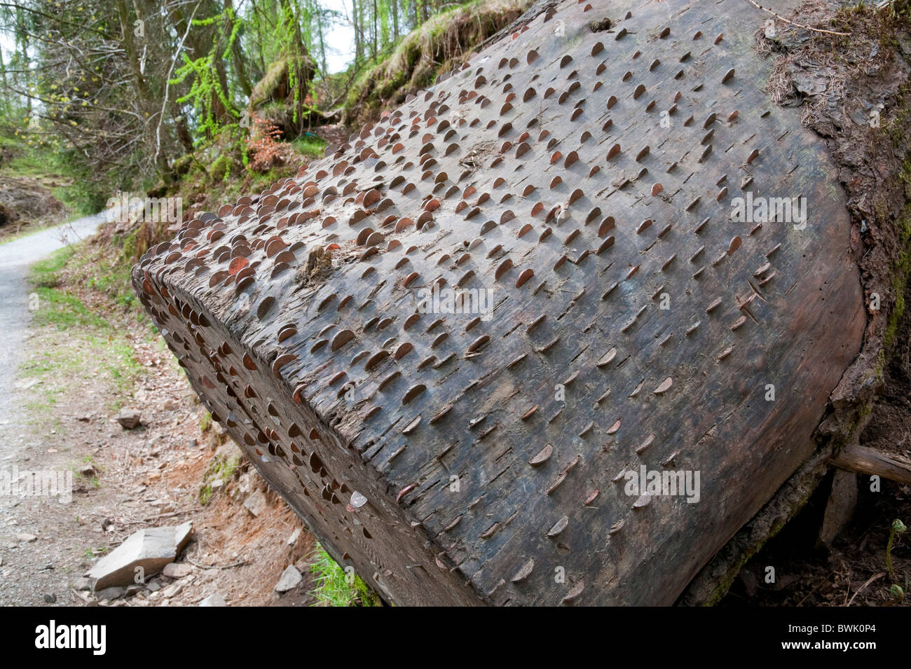 Old tree trunk studded with coins wedged into slits cut in the wood ...