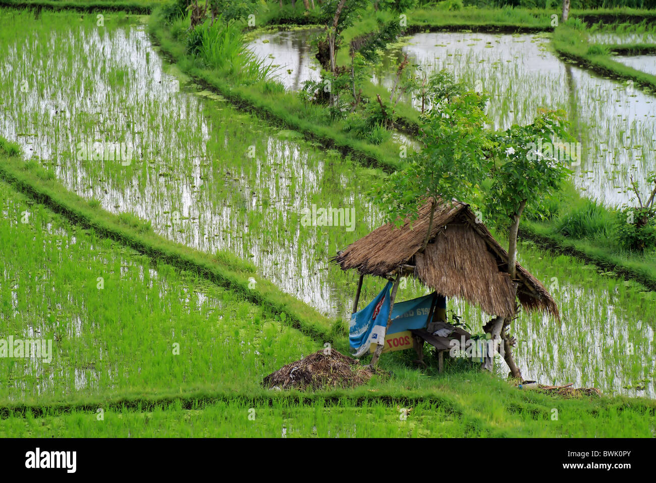Bali rice paddies Stock Photo - Alamy