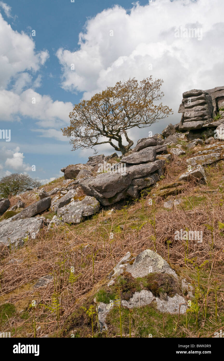 Tree with granite rocks hi-res stock photography and images - Alamy