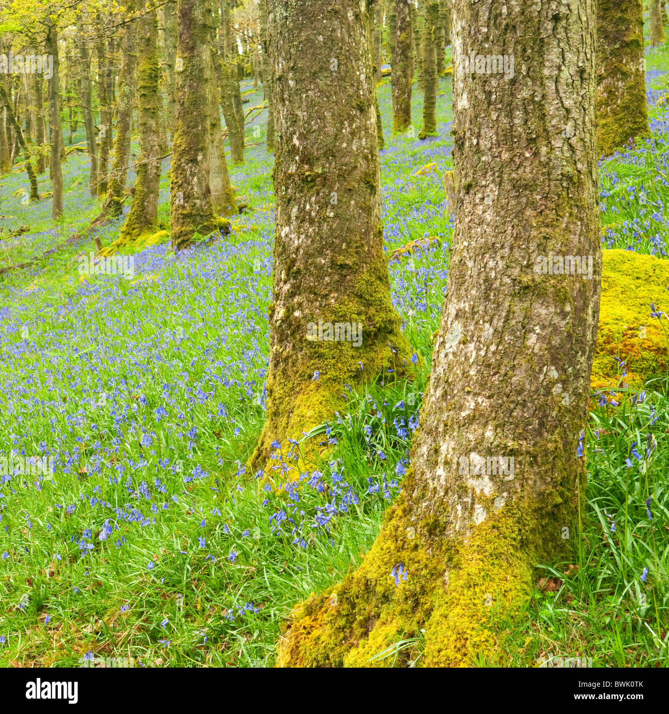 Moss covered tree trunks in a bluebell wood, Dartmoor, Devon UK Stock ...