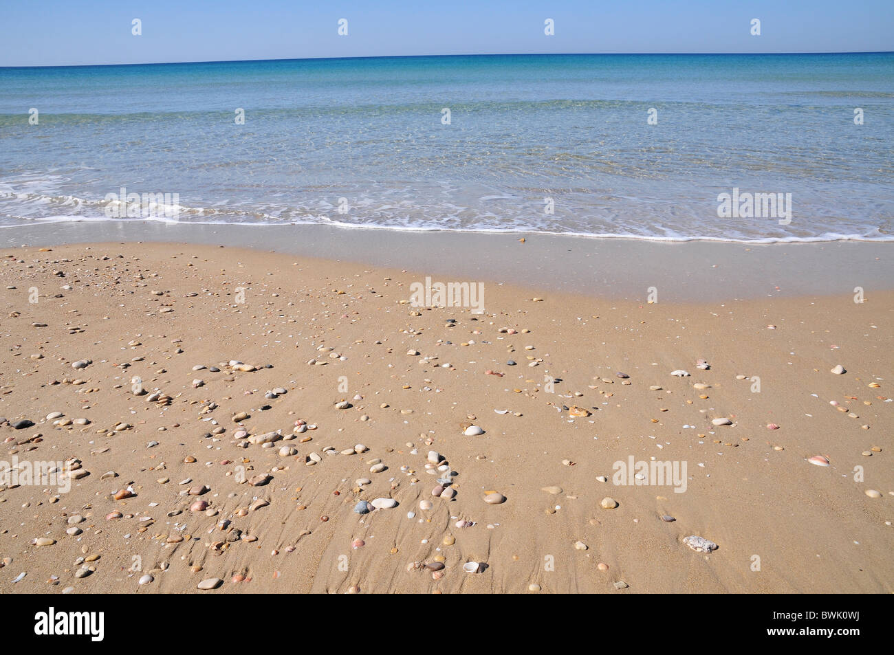 Israel. Haifa, Dado Beach, seashells on the beach Stock Photo - Alamy