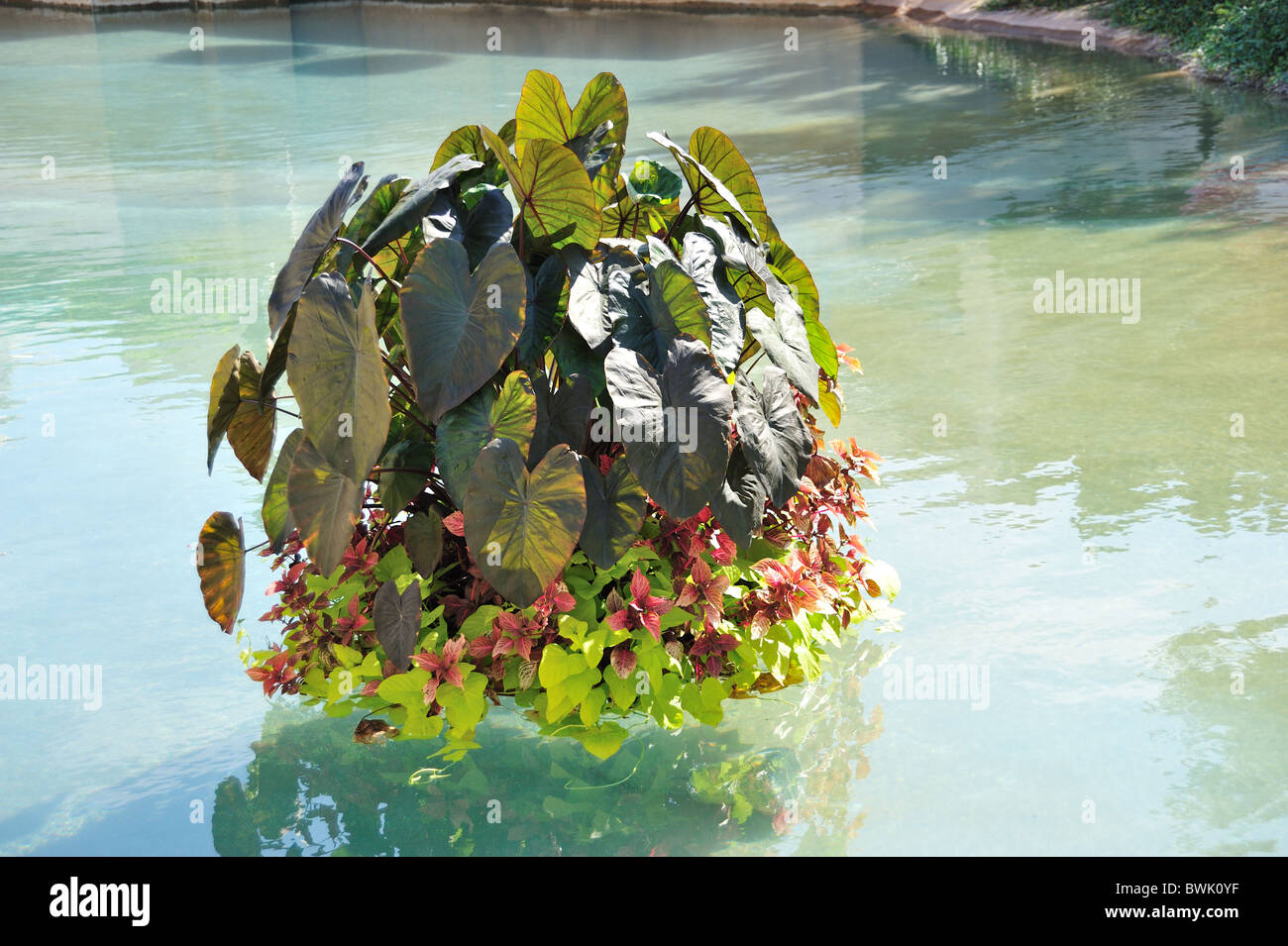 Floating plants hi-res stock photography and images - Alamy