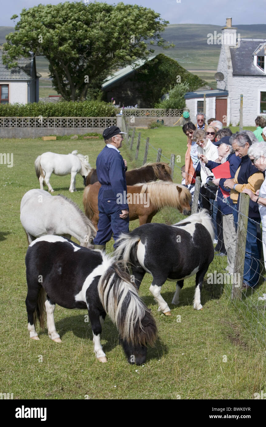 Visitors admire Shetland Ponies at Gott Farm, Weisdale, Mainland ...