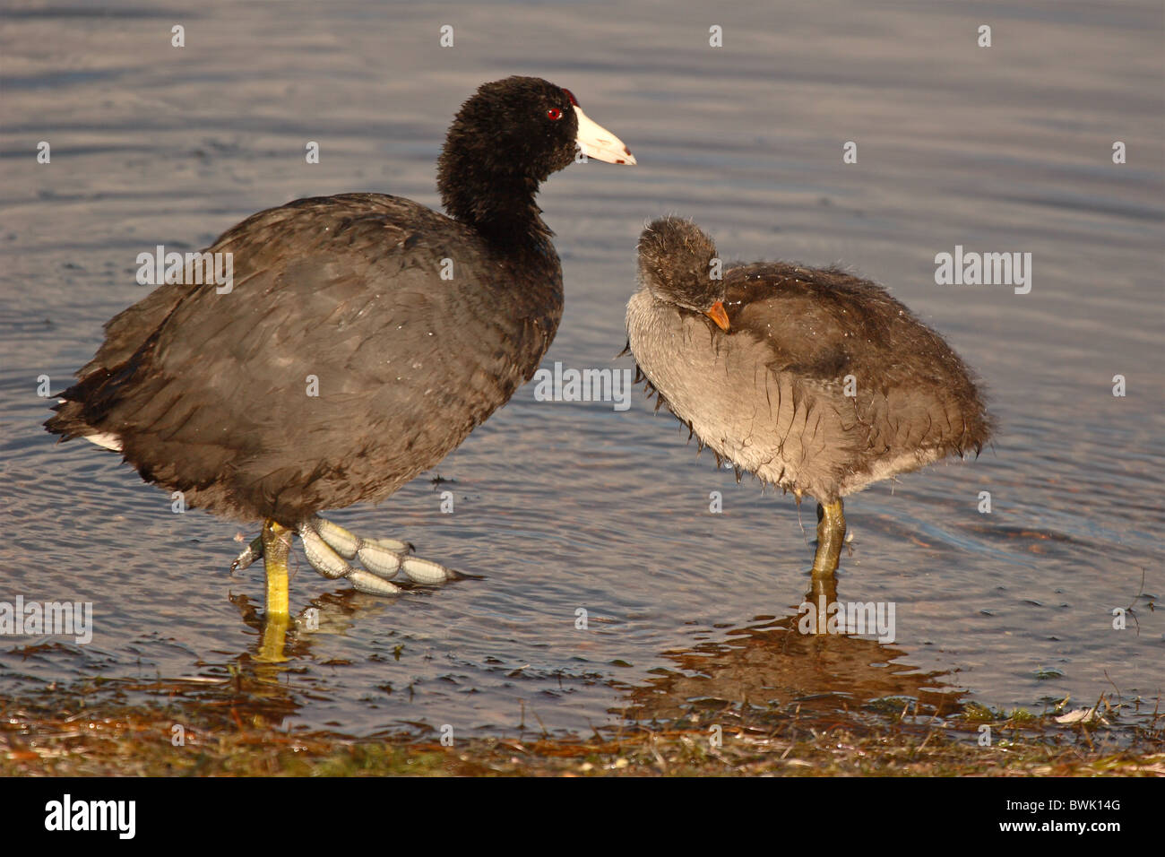 An American Coot mother and baby Stock Photo - Alamy