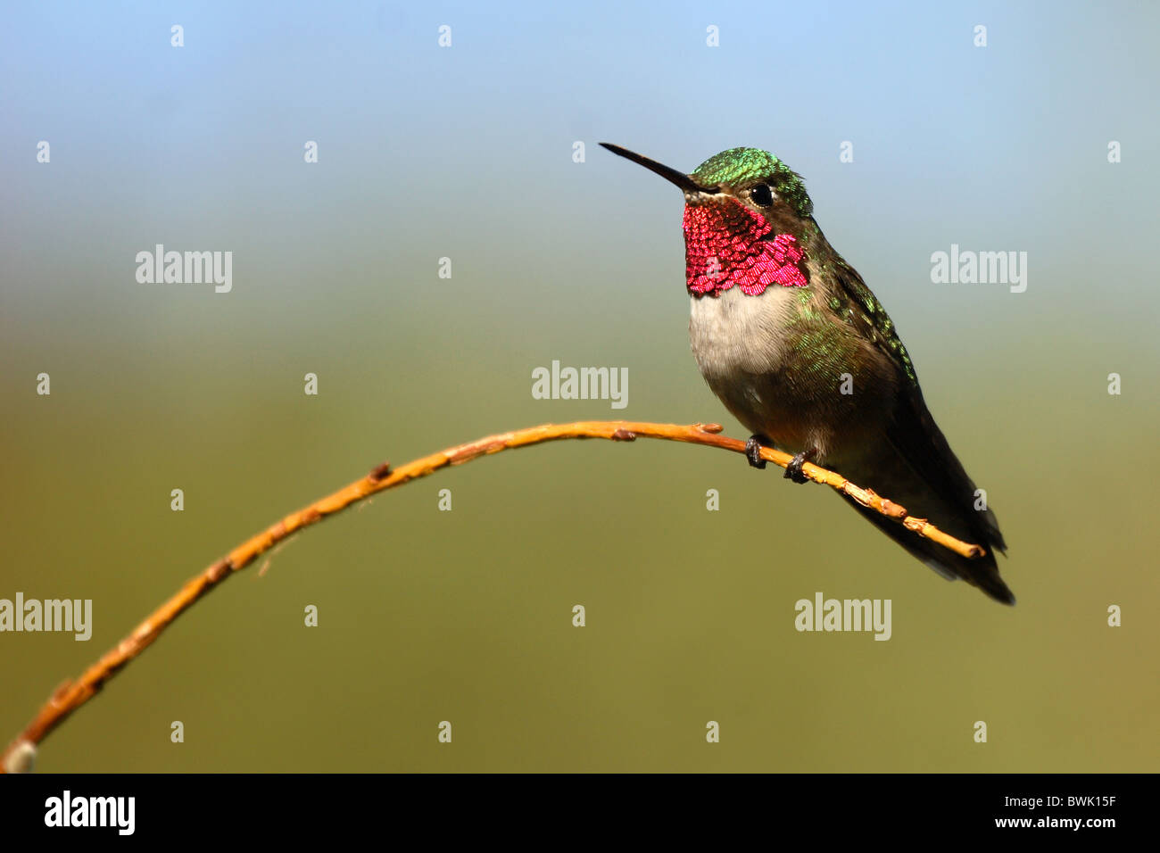 A Broad-tailed Hummingbird bending low a willow Stock Photo - Alamy