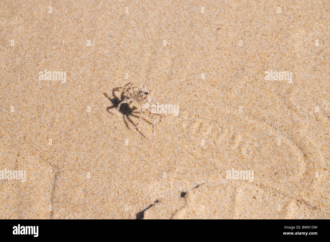 Israel. Haifa, Dado Beach, Ghost crab, (also called sand crab Stock ...
