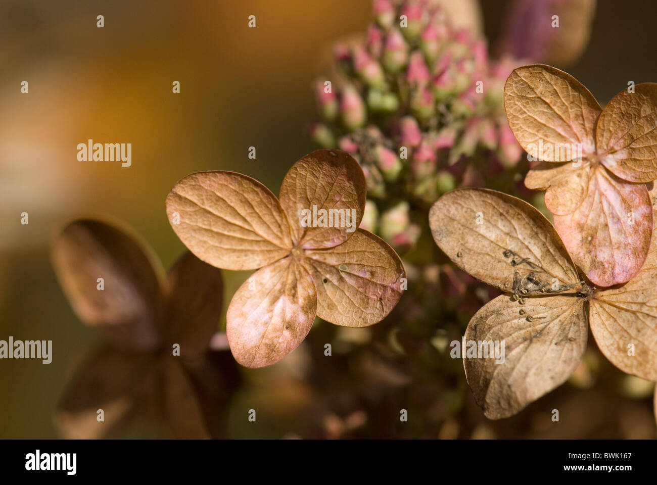 Hydranger petals hi-res stock photography and images - Alamy