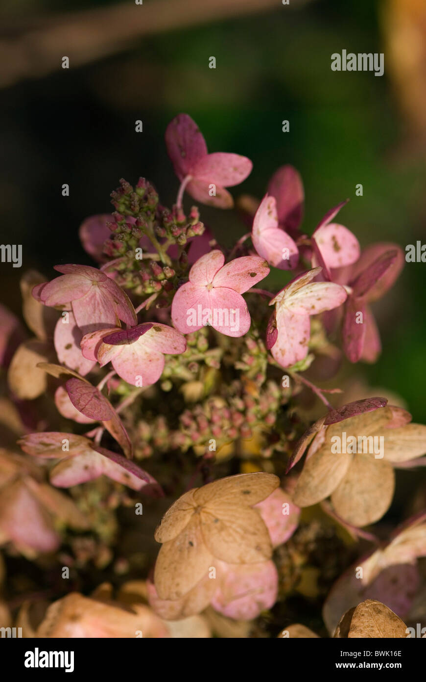 Hydrangea paniculata pink hi-res stock photography and images - Alamy