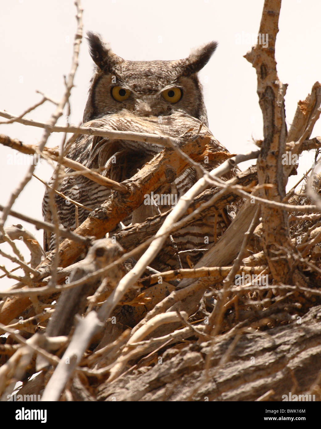 A Great Horned Owl looking down from its nest Stock Photo - Alamy