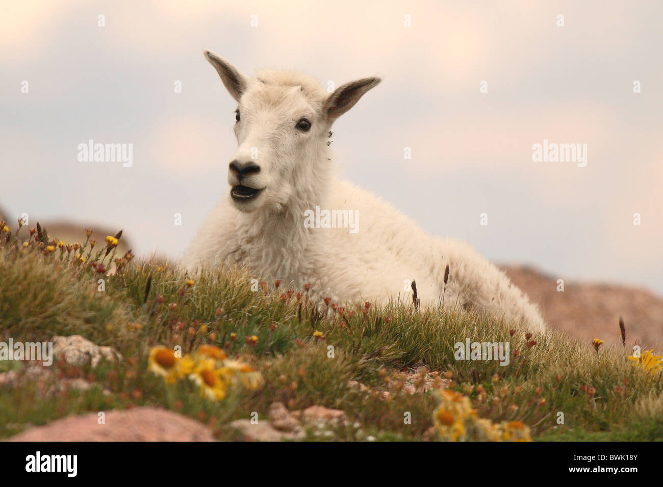 Cute mountain goat kid hi-res stock photography and images - Alamy