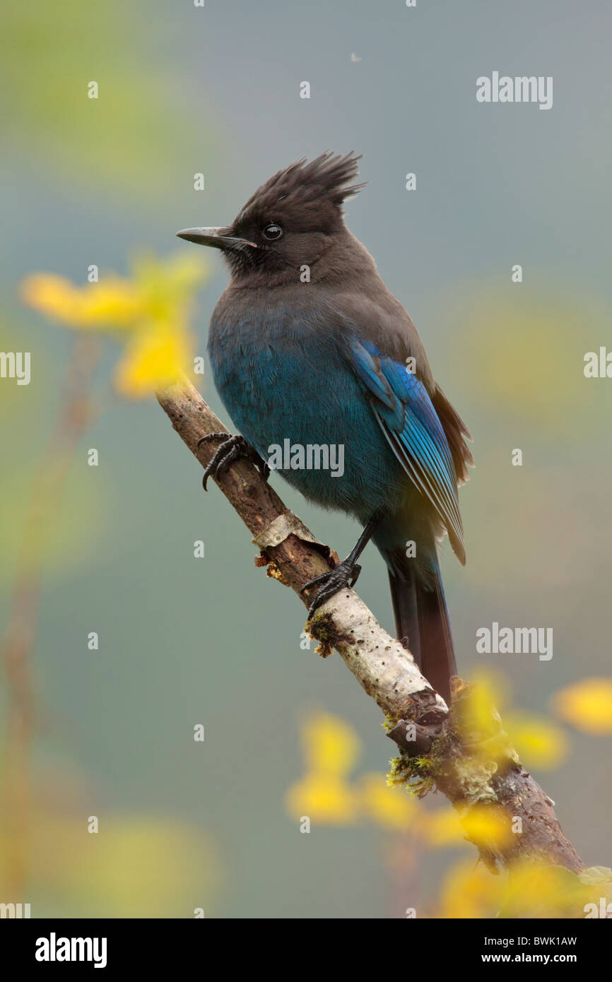 Avifaunacrest hi-res stock photography and images - Alamy