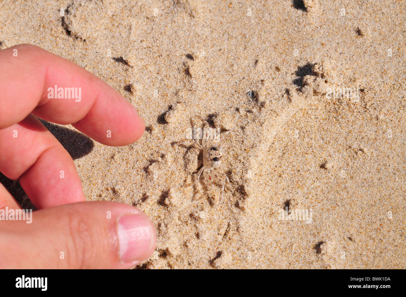 Israel. Haifa, Dado Beach, Ghost crab, (also called sand crab Stock ...