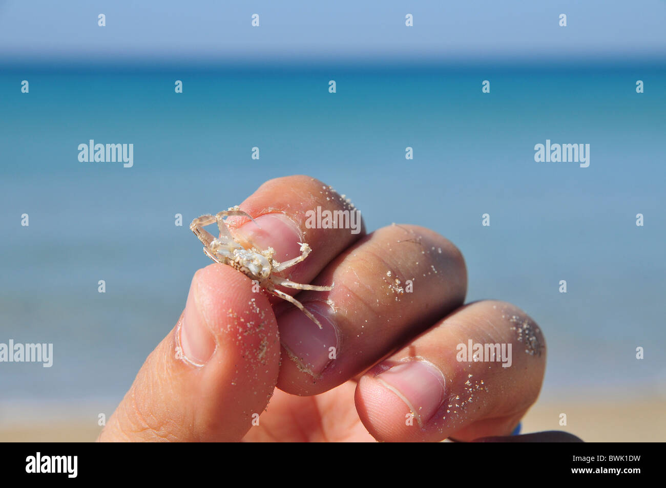 Israel. Haifa, Dado Beach, Ghost crab, (also called sand crab Stock ...
