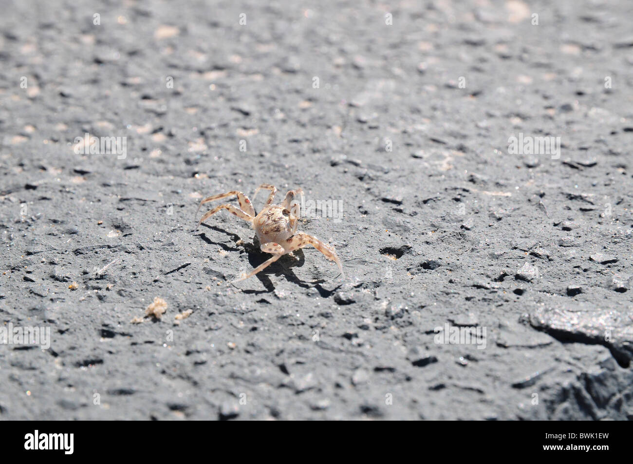 Israel. Haifa, Dado Beach, Ghost crab, (also called sand crab Stock ...