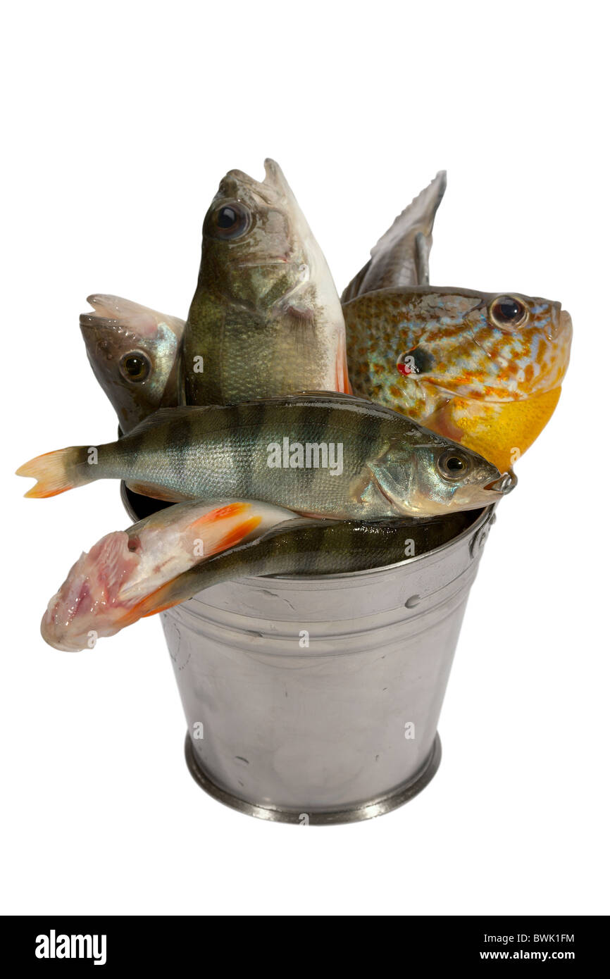 Good fishing always brings a lot of fish Stock Photo - Alamy