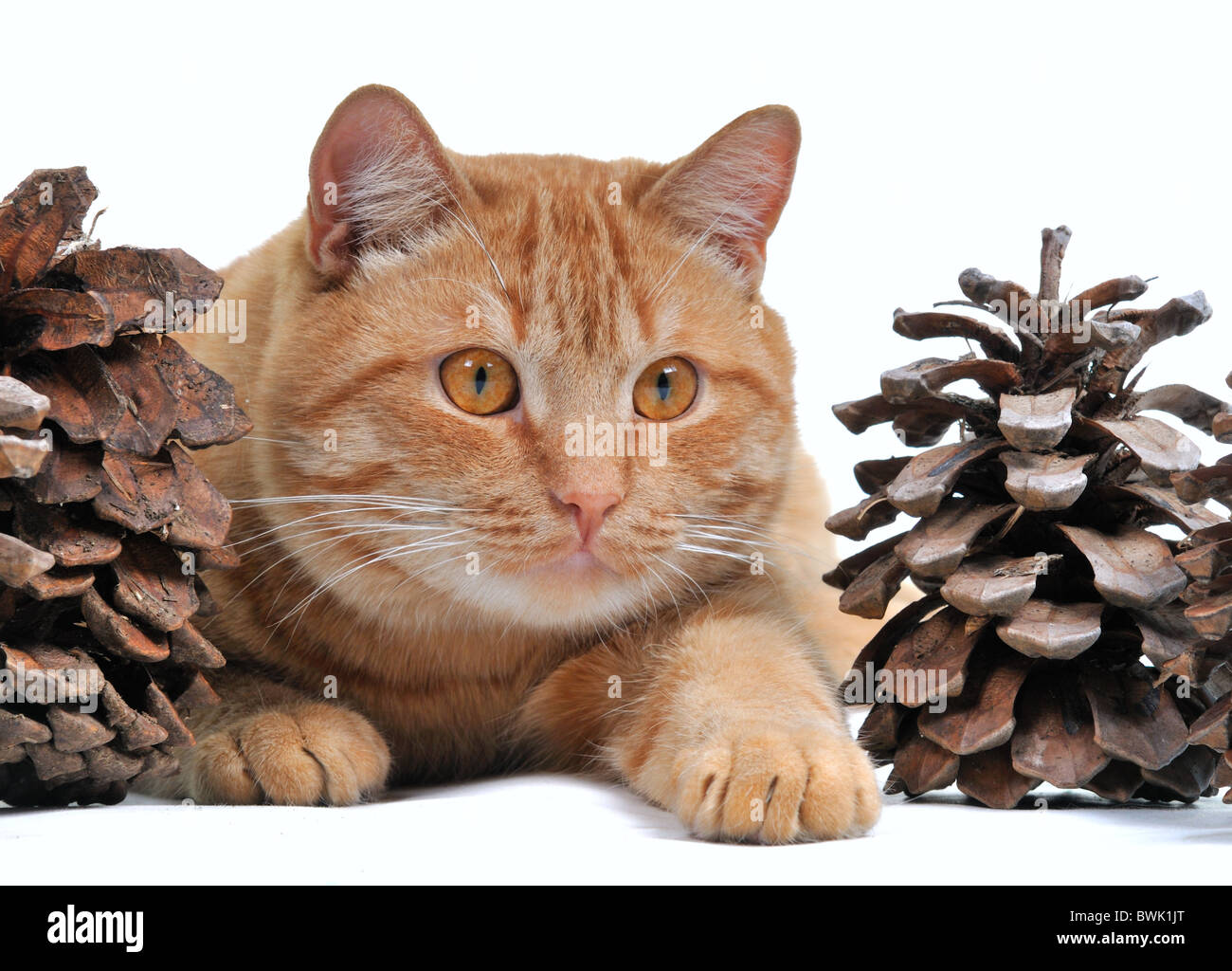 Cat animal paw claw Cut Out Stock Images & Pictures - Alamy