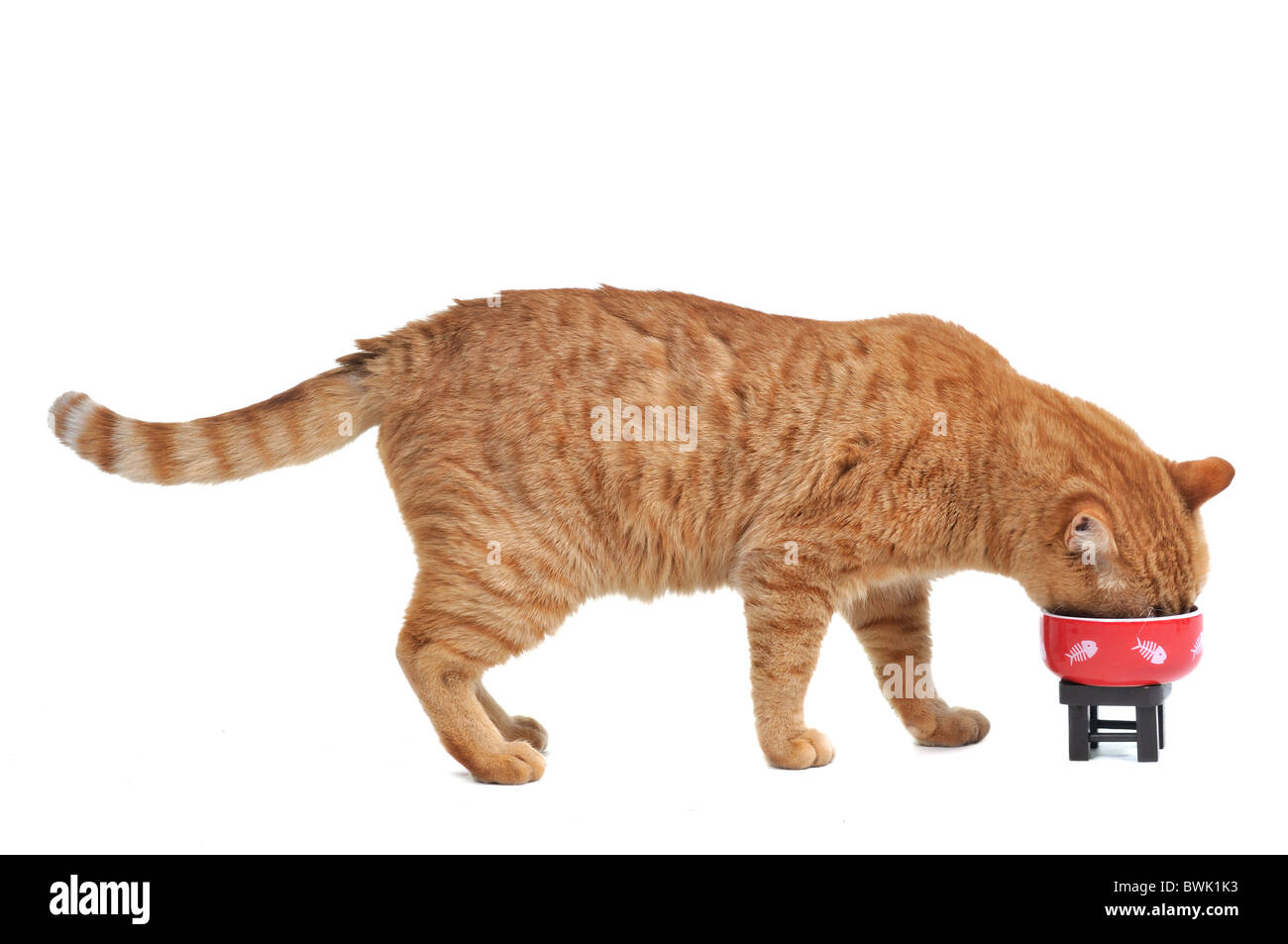 Red Kitten Eating Stock Photo - Alamy