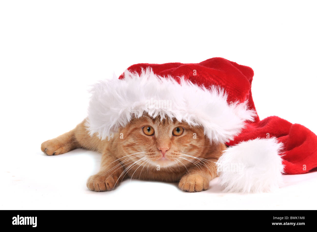 Cat christmas card cute Cut Out Stock Images & Pictures - Alamy