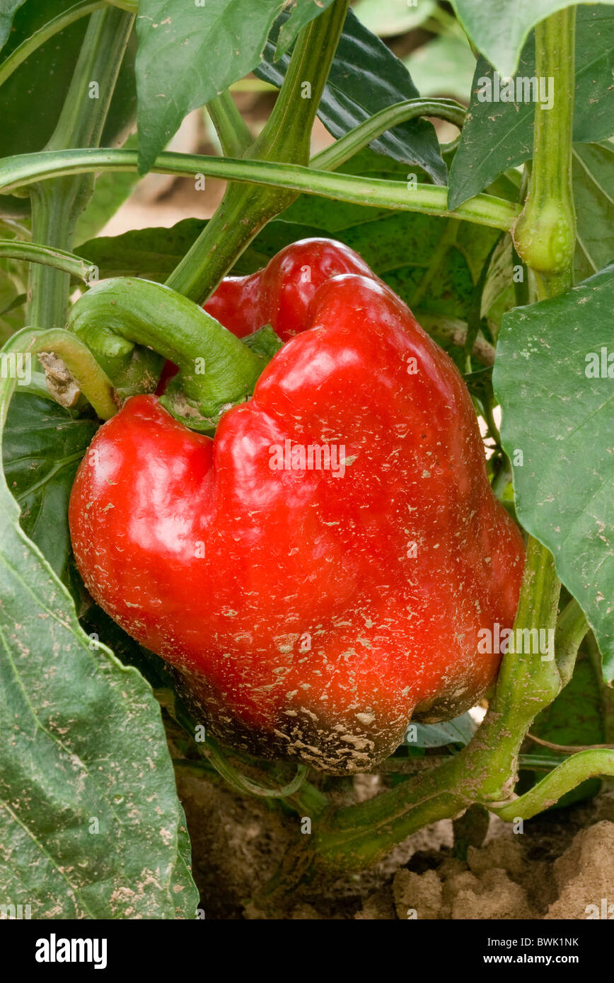 A red bell pepper on the vine in a family farm field in Nebraska Stock ...