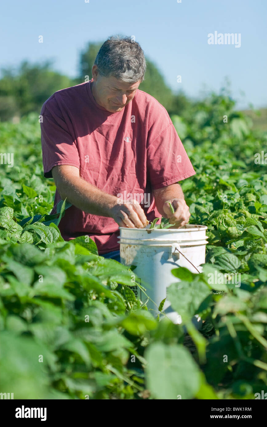 A family farmer in Nebraska harvesting his green bean crop for sale at ...