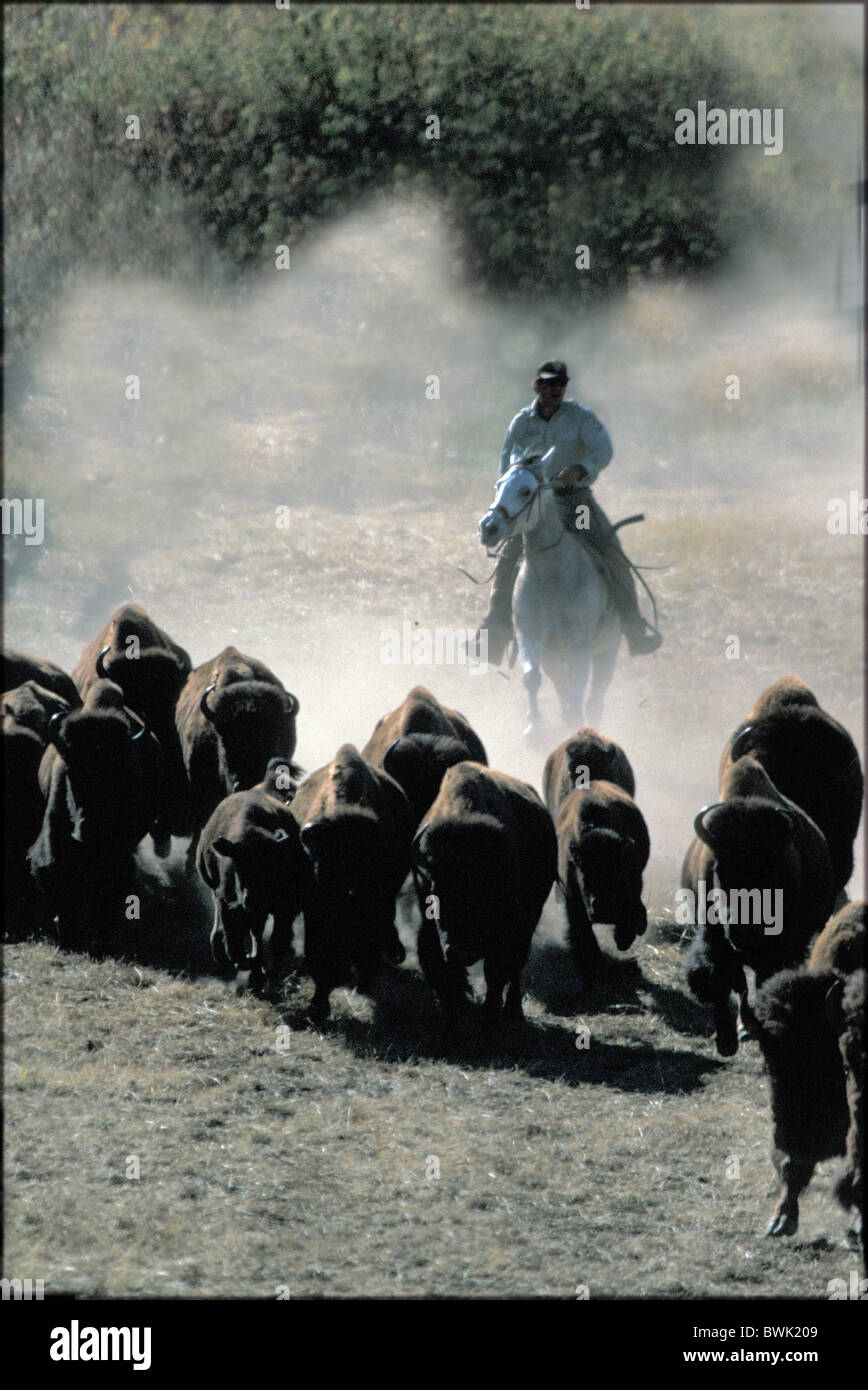 National Bison Range Moiese USA America United States North America ...