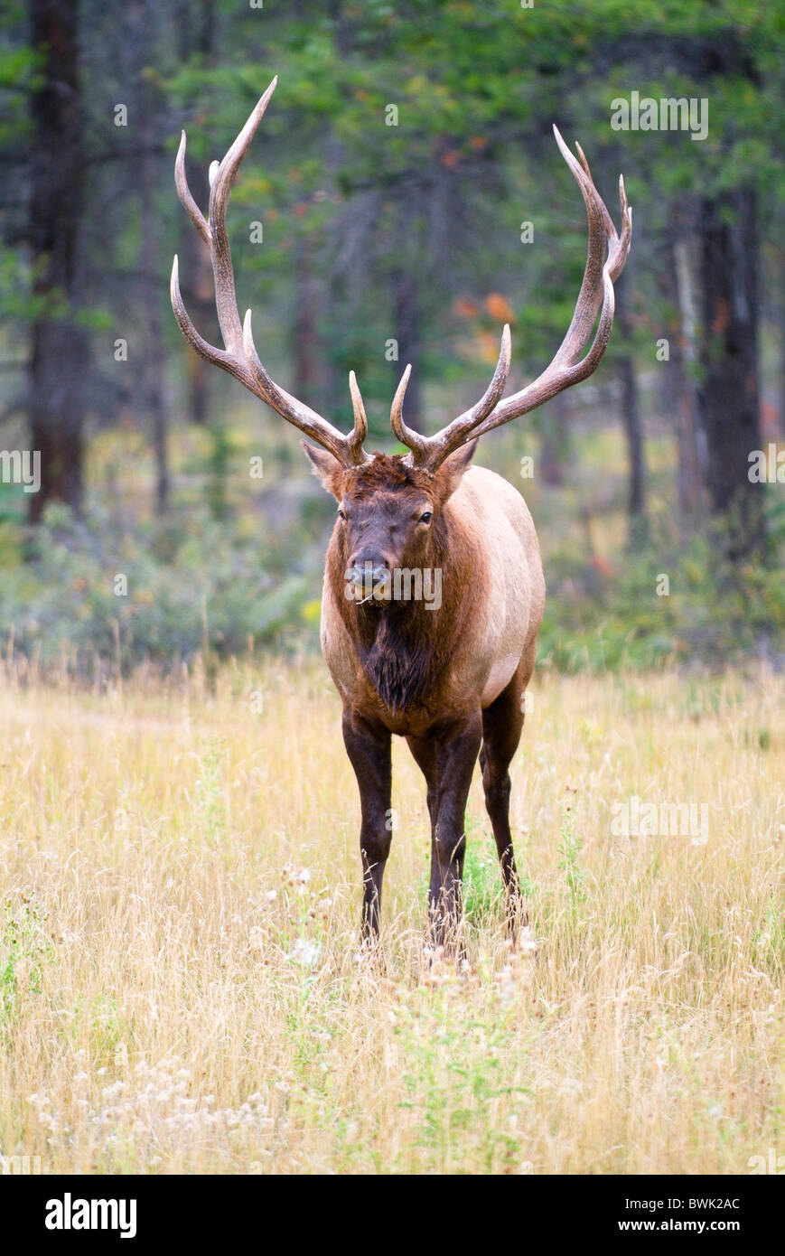Male Elk during the rutting season Stock Photo - Alamy