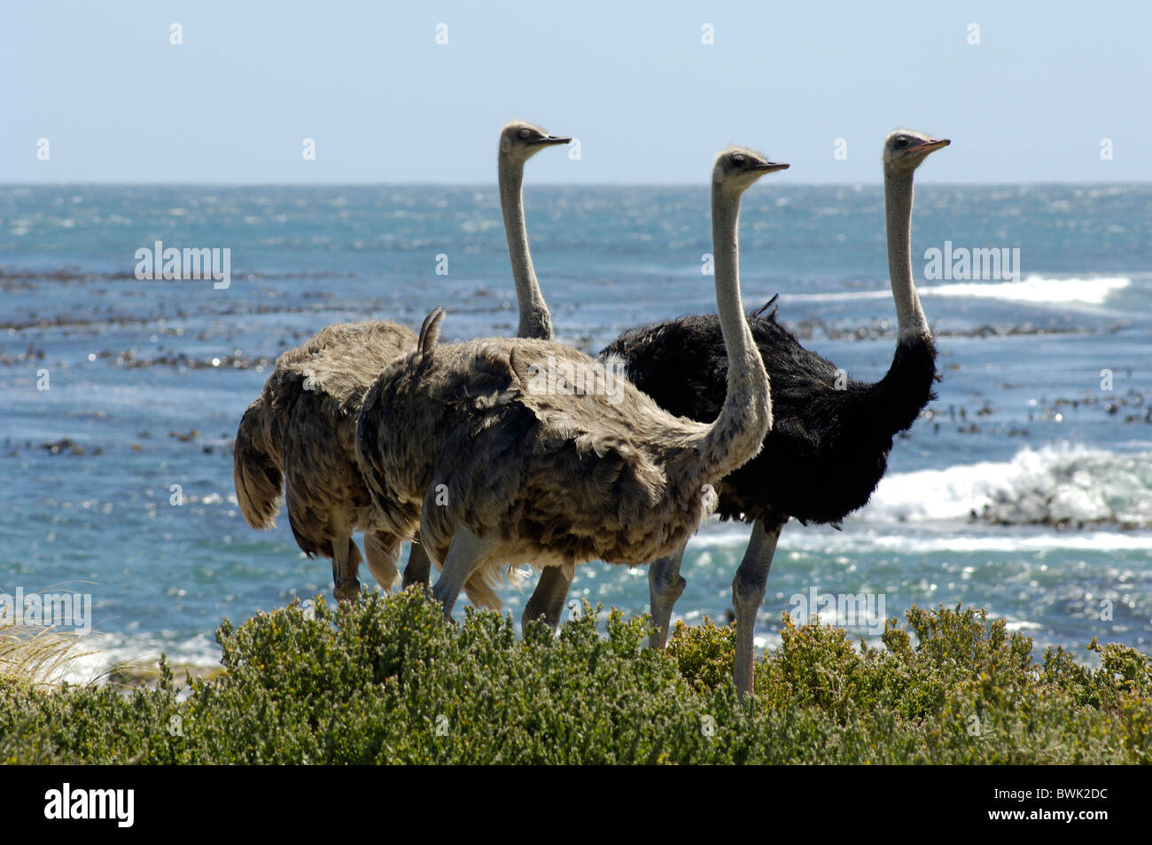 South Africa cape province African ostrich Struthio camelus ostriches ...