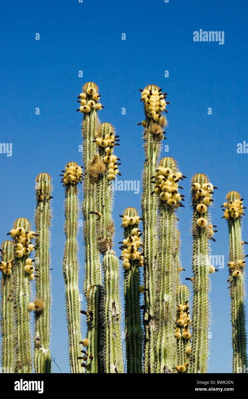 Cactus Jalisco Mexico Central America America Stock Photo - Alamy