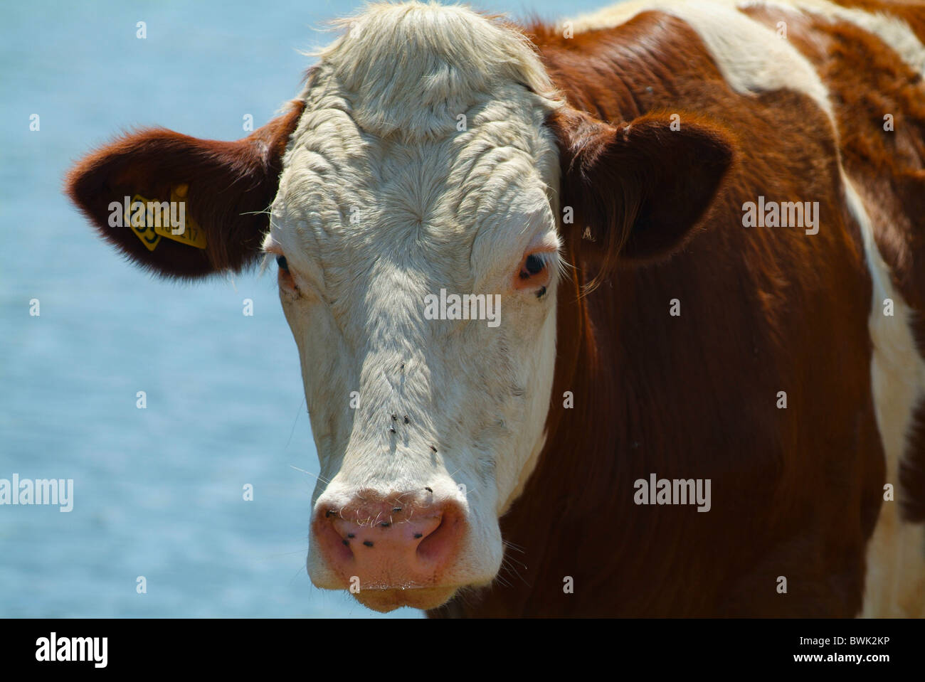 Cow face meat hi-res stock photography and images - Alamy