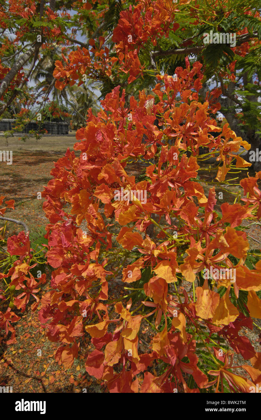 Mauritius Flamboyant tree flame tree Delonix regia blossoming blossom ...