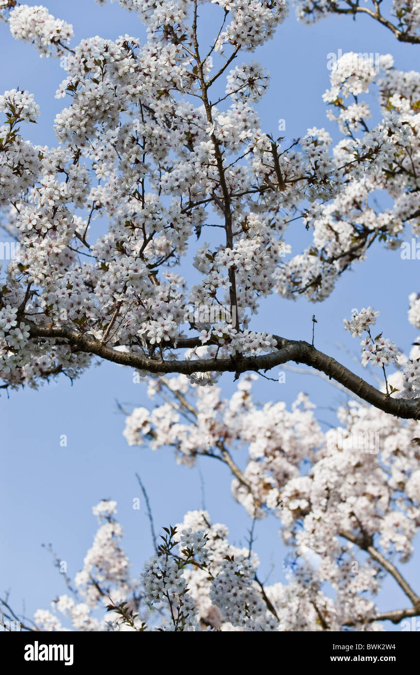 Flowering tree in spring, Botanical Garden, Munich, Bavaria, Germany ...