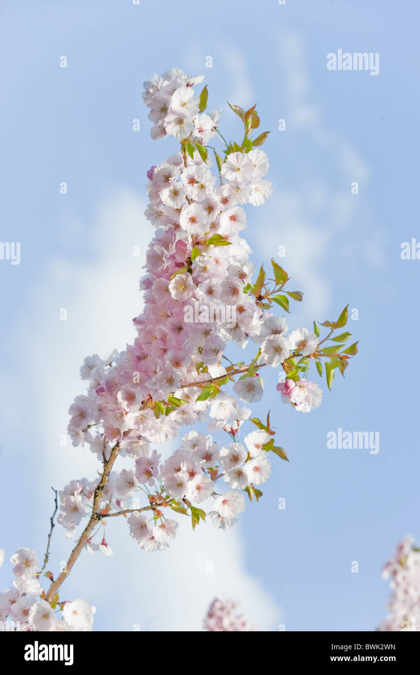 Flowering tree in spring, Botanical Garden, Munich, Bavaria, Germany ...