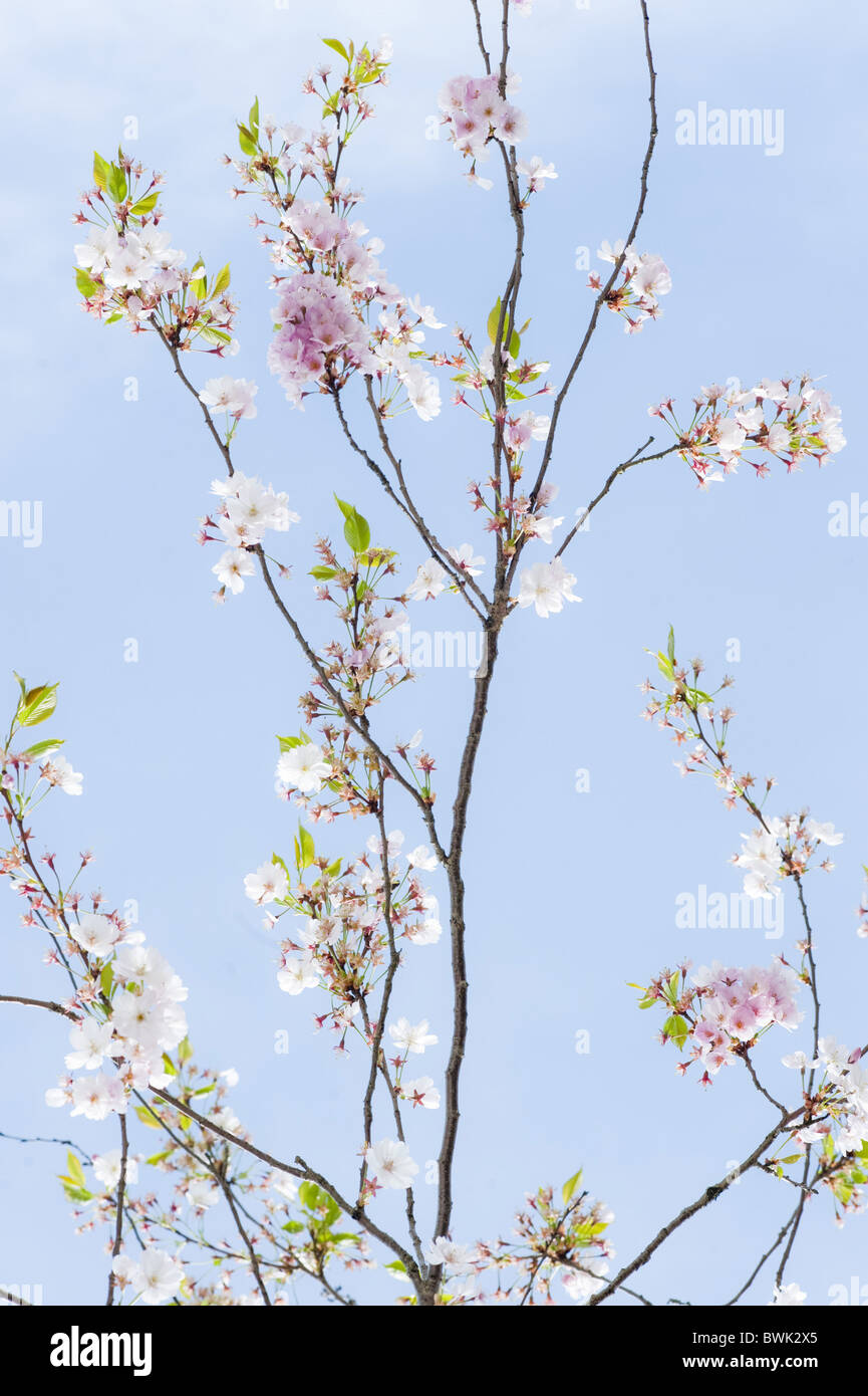 Flowering tree in spring, Botanical Garden, Munich, Bavaria, Germany ...